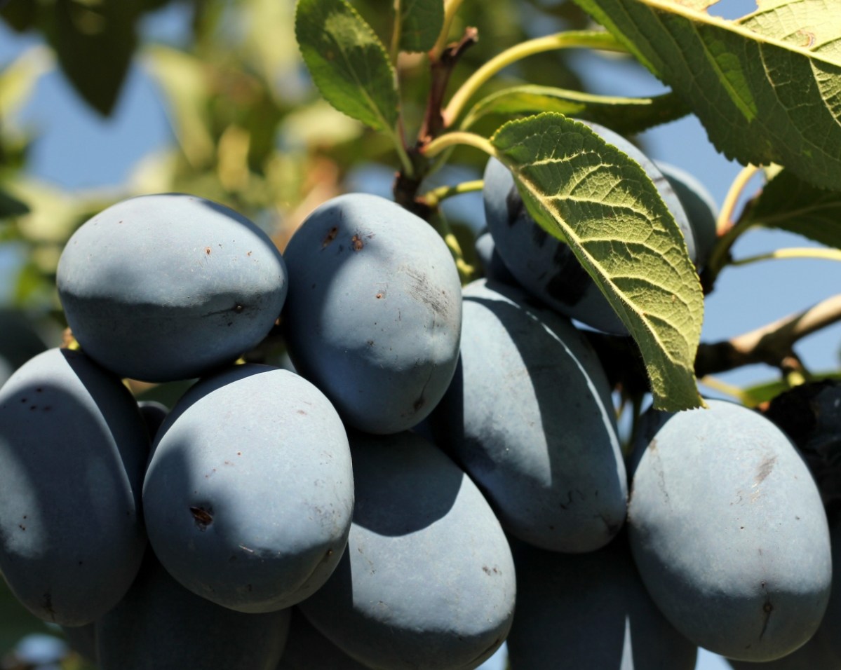 La cazanul de palinca – Vinul din Cluj